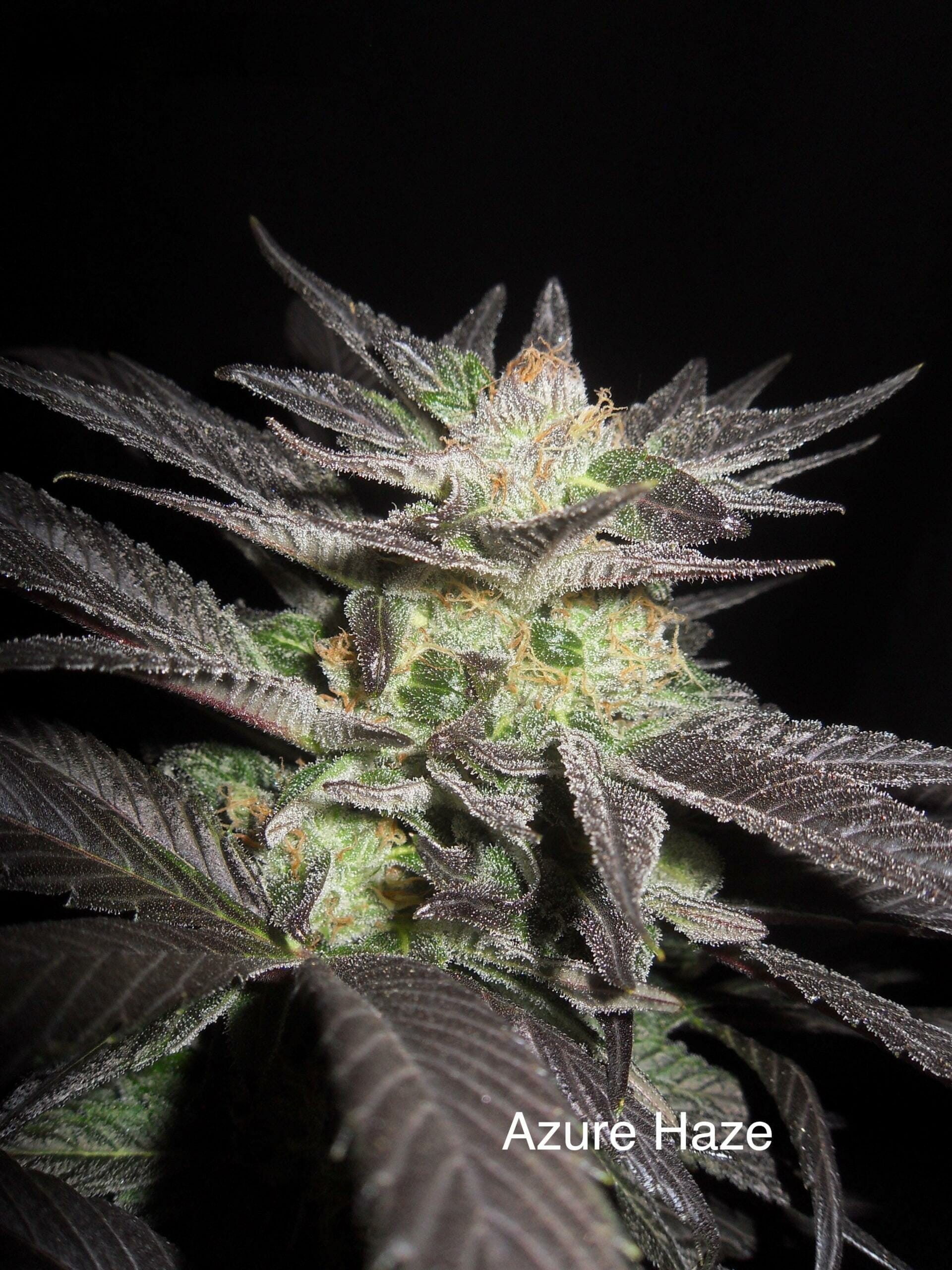 Second Generation Genetics