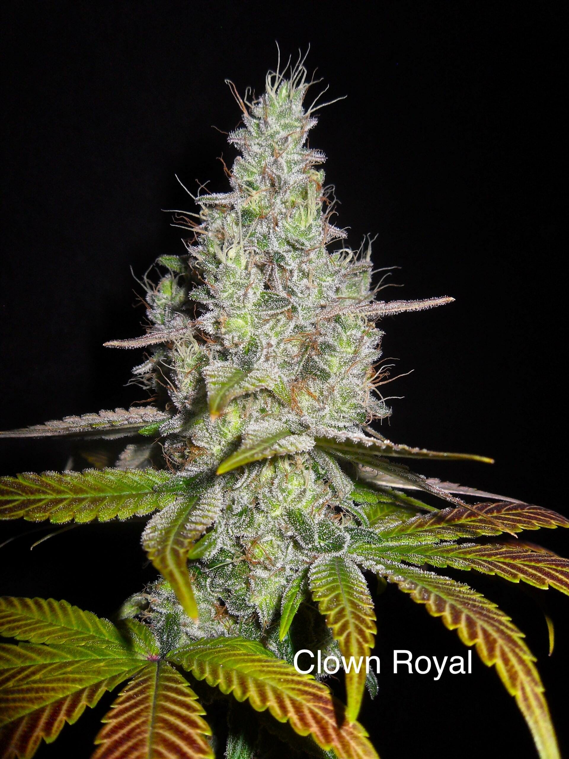 Loompa Goo (Mendo Afgoo x DJ Short F4 Blueberry) 14 Regular Seeds