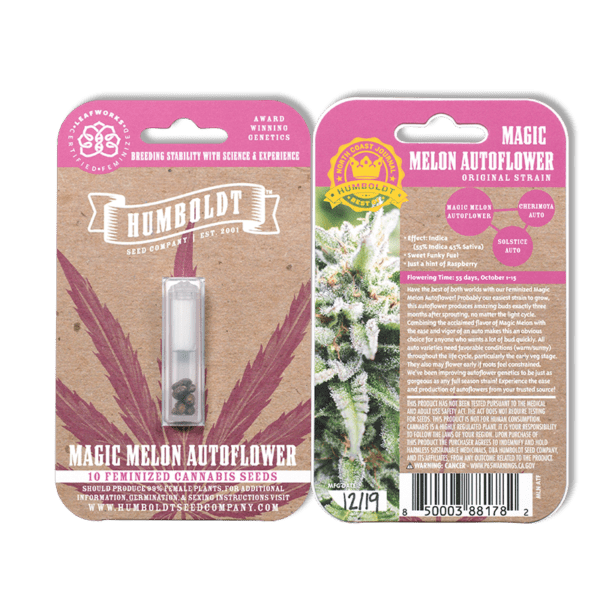 Wicked Witch Auto F1 (Kerosene Krash Auto x Witch Doctor) 5 Feminized ...