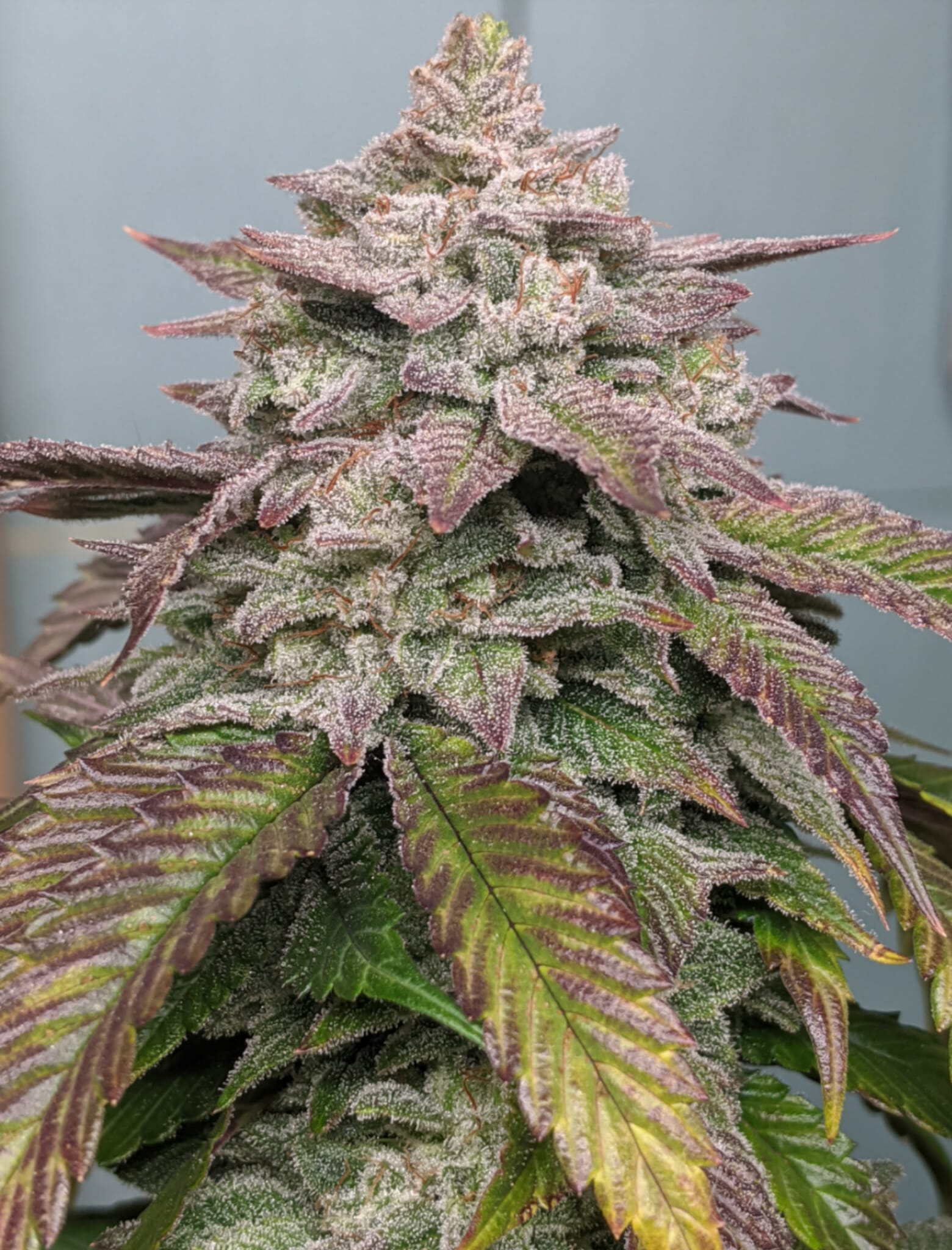 Gorilla Hammer F1 (GG4 x Blackberry Hammer) 10 Regular Seeds - DCSE Gorilla Hammer F1 (GG4 x Blackberry Hammer) 10 Regular Seeds - DCSE