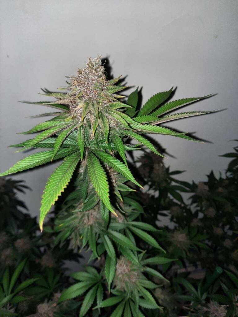 Vale Tudo Rd1 ([Mendo Purps x Kimbo Kush] x Ancient OG F2) 10 Regular ...