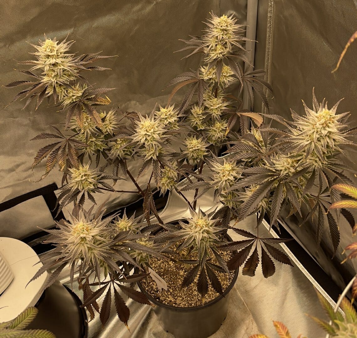 Chernobyl S1 (Slymer cut) 10 Feminized Seeds - DCSE