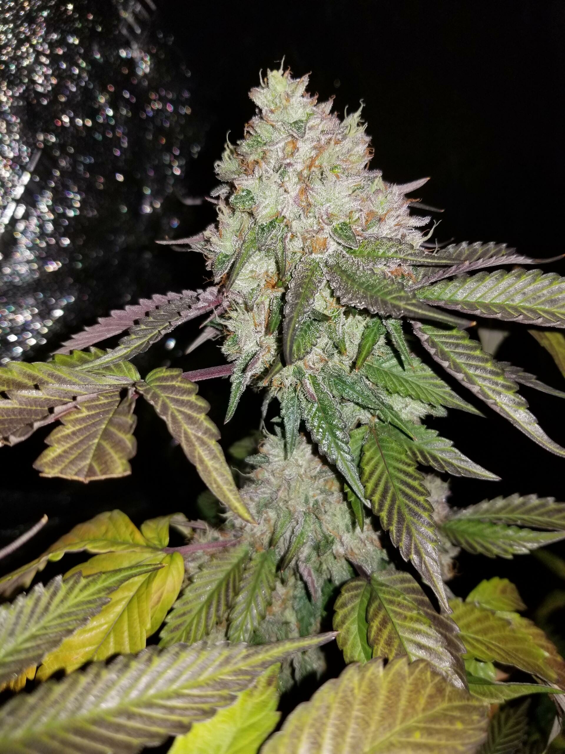 LA Pure Kush S1 7 Feminized Seeds - DCSE