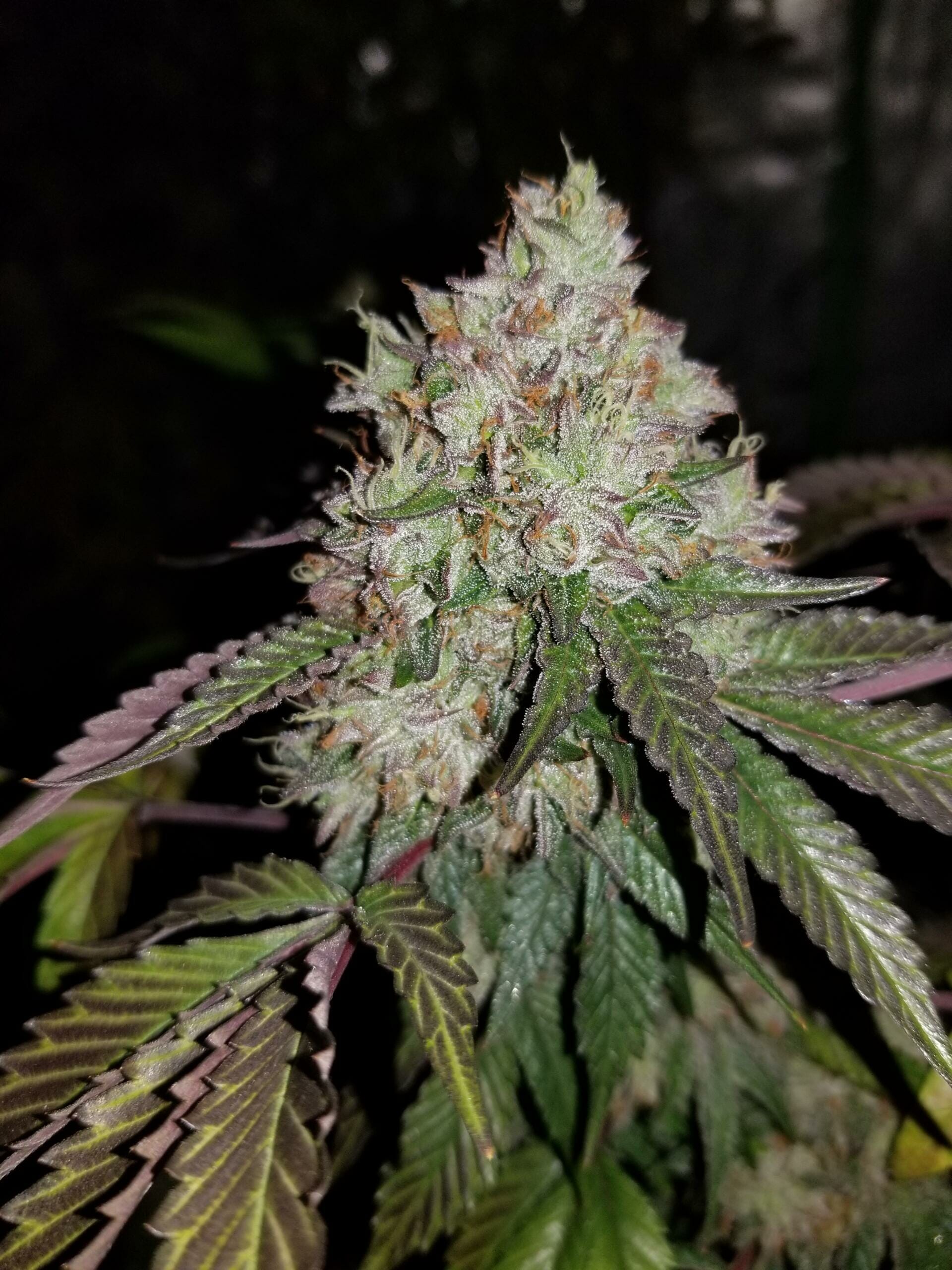 LA Pure Kush S1 7 Feminized Seeds - DCSE
