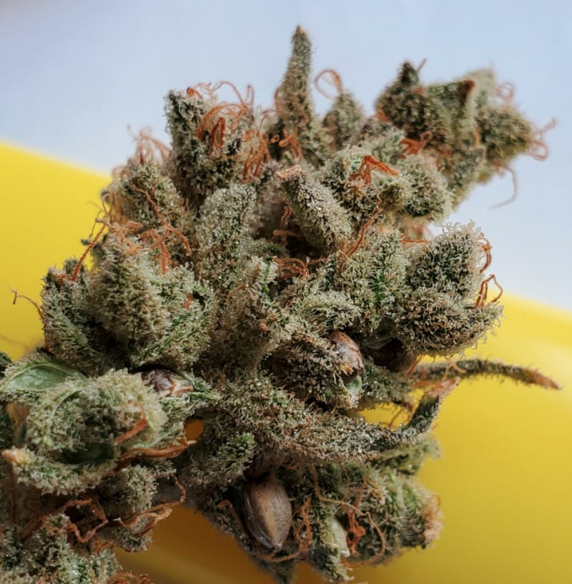 Chernobyl S1 (Slymer cut) 10 Feminized Seeds - DCSE