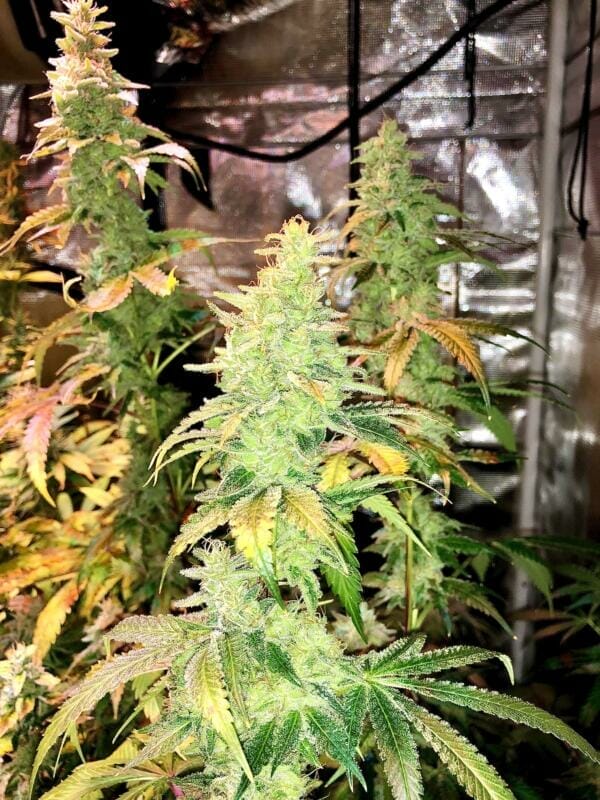 Alani Skunk S1 6 Feminized Seeds - DCSE