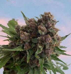 Venus Blue (Blueberry Muffin x Raspberry Boogie-RVSD) 6 Feminized Seeds ...