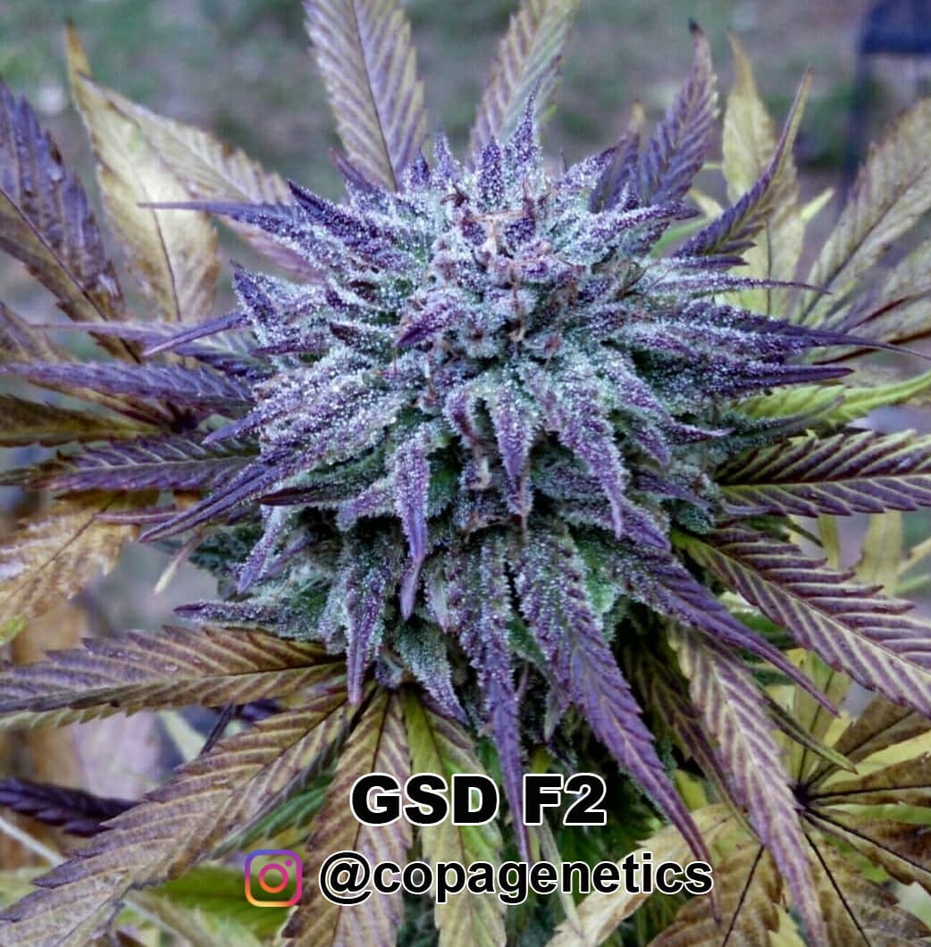 GSD F6 (GG4 x Sunshine Daydream) 10 Regular Seeds - DCSE