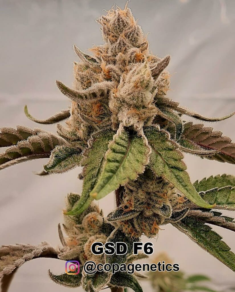 GSD F6 (GG4 x Sunshine Daydream) 10 Regular Seeds - DCSE