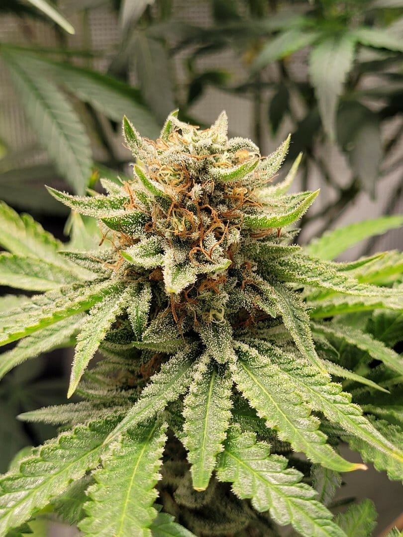 Red Ripple F1 (Grape Pie x Jelly Pie) 10 Regular Seeds - DCSE