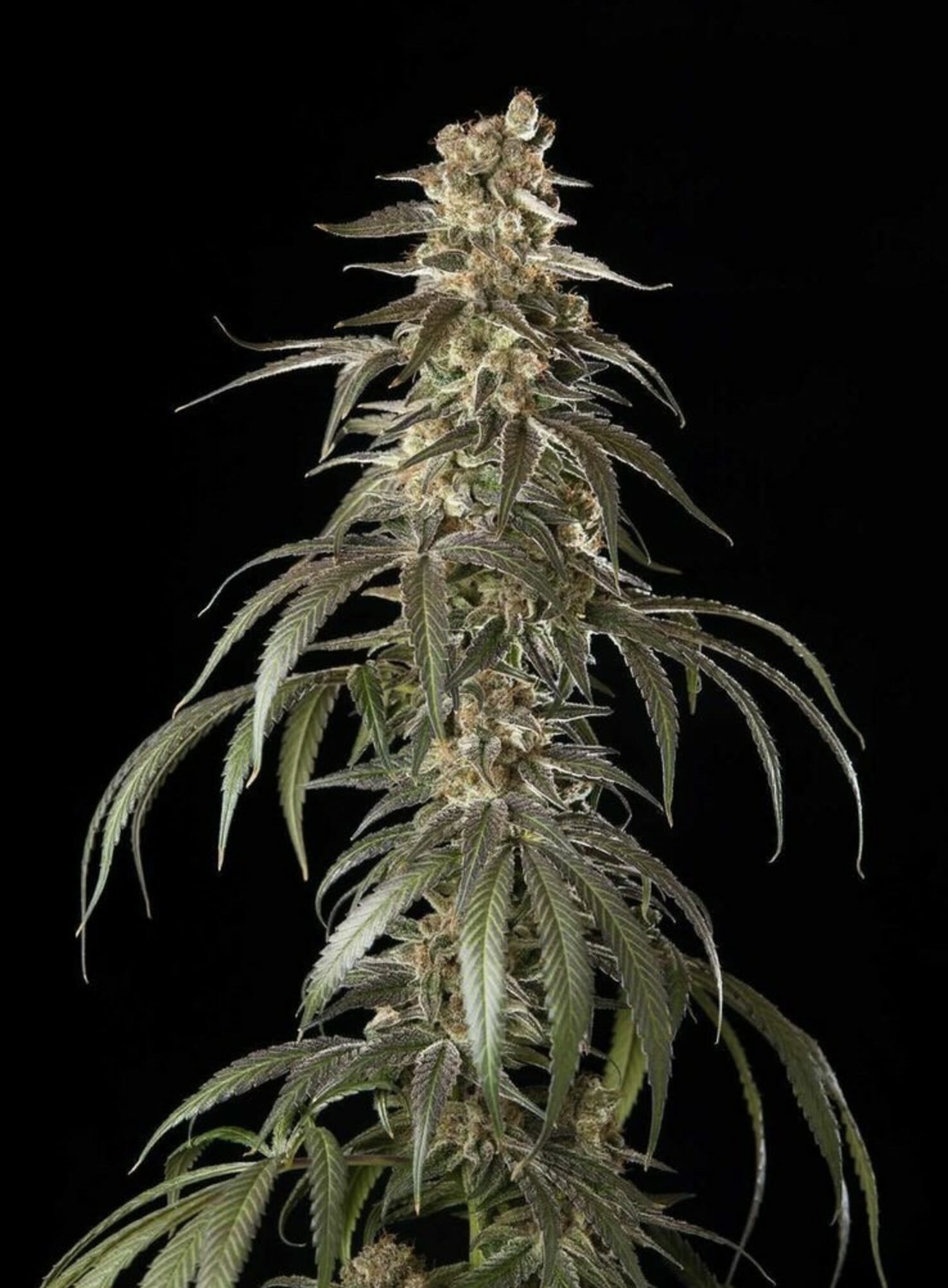 Old Smuggler F1 (The One x Swabi Pakistani) 7 Feminized Seeds - DCSE