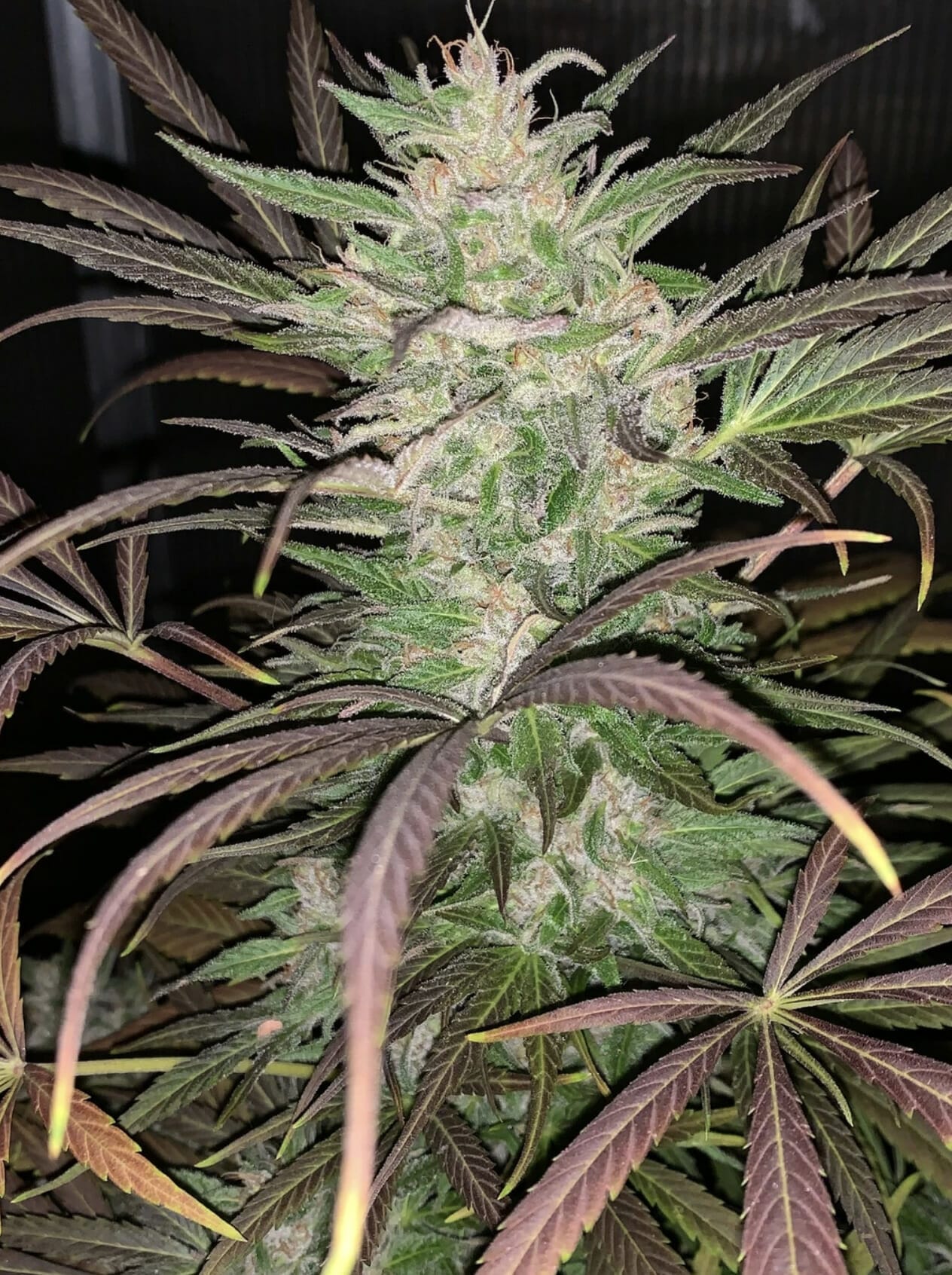 Medi Pak F1 7 Feminized Seeds - DCSE