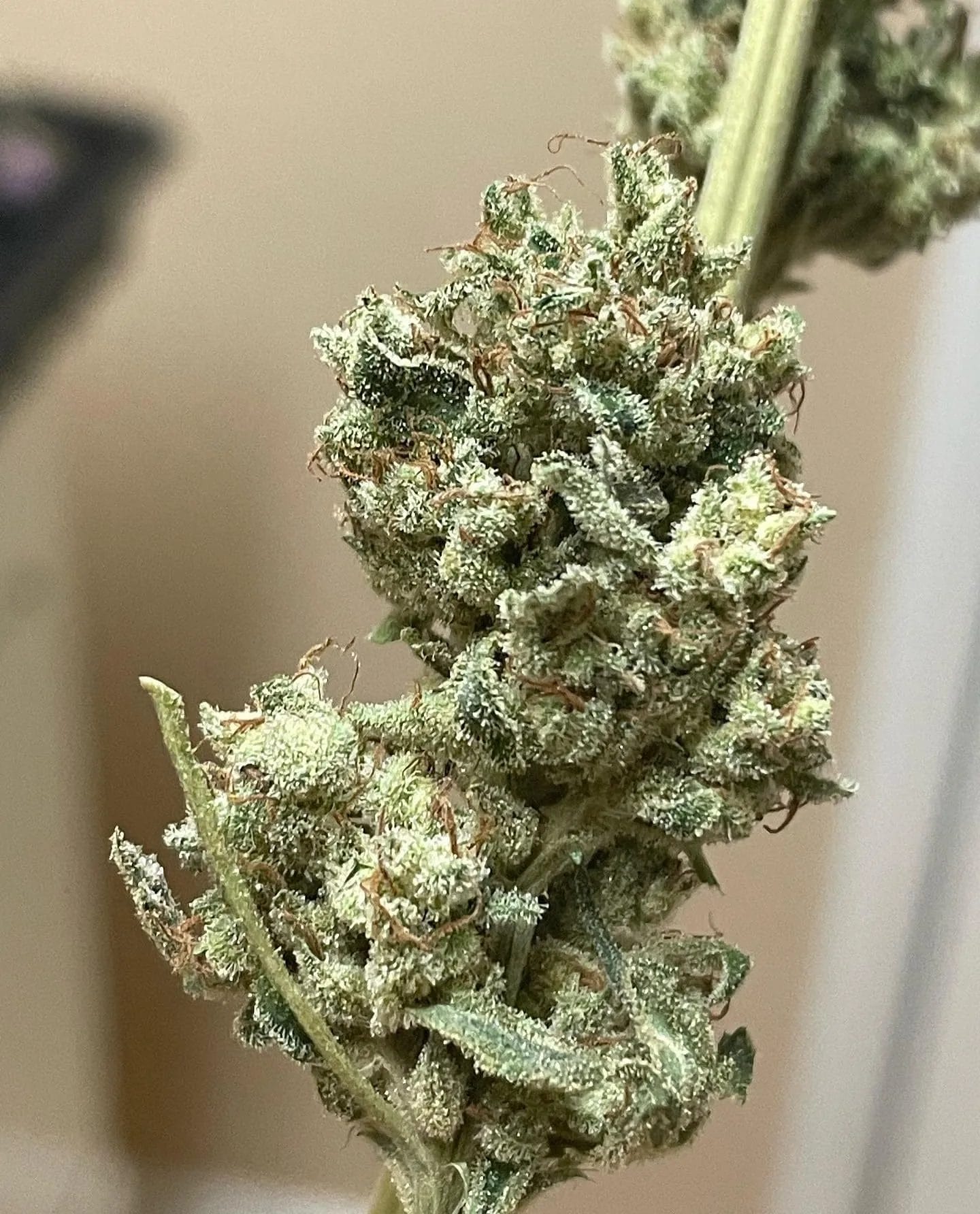 Gas Melons F1 (Watermelon x Sour Diesel) 10 Regular Seeds - DCSE