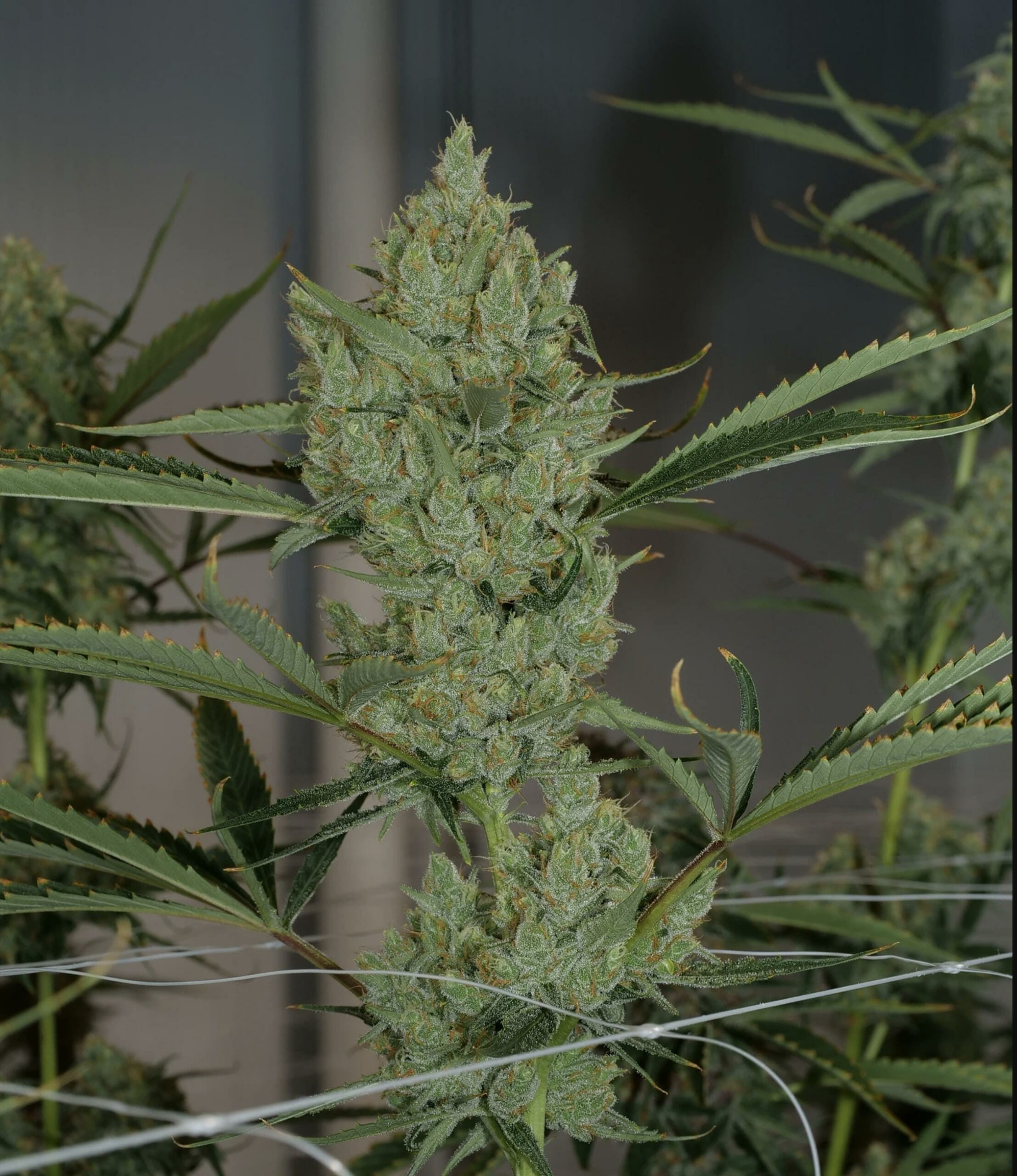 Juice Lord F1 (Prayer Tower Sativa #2 x Tangie) 13 Regular Seeds - DCSE